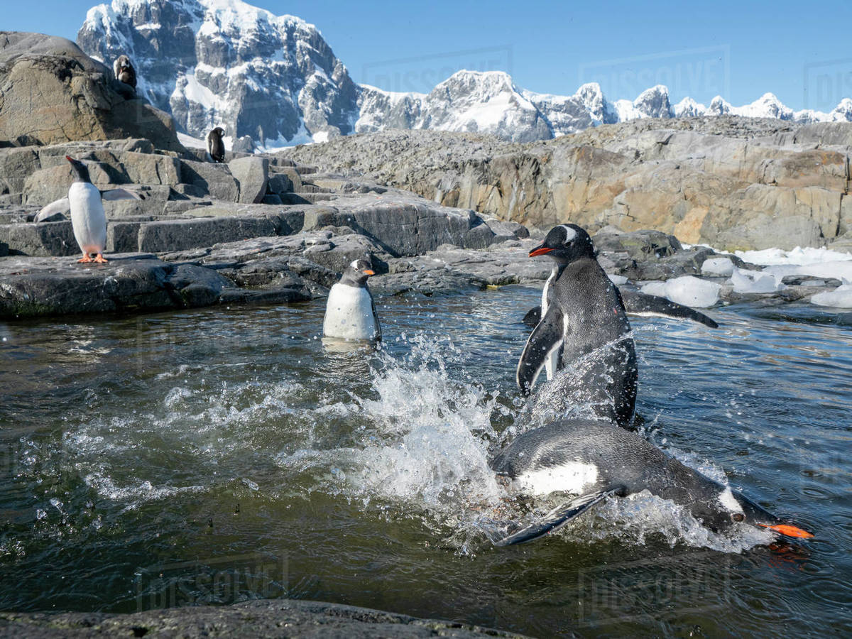 Gentoo penguins (Pygoscelis papua), playing in a meltwater pool at ...
