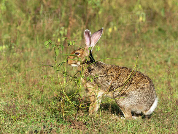 An adult Indian hare (Lepus nigricollis), foraging in Yala National ...