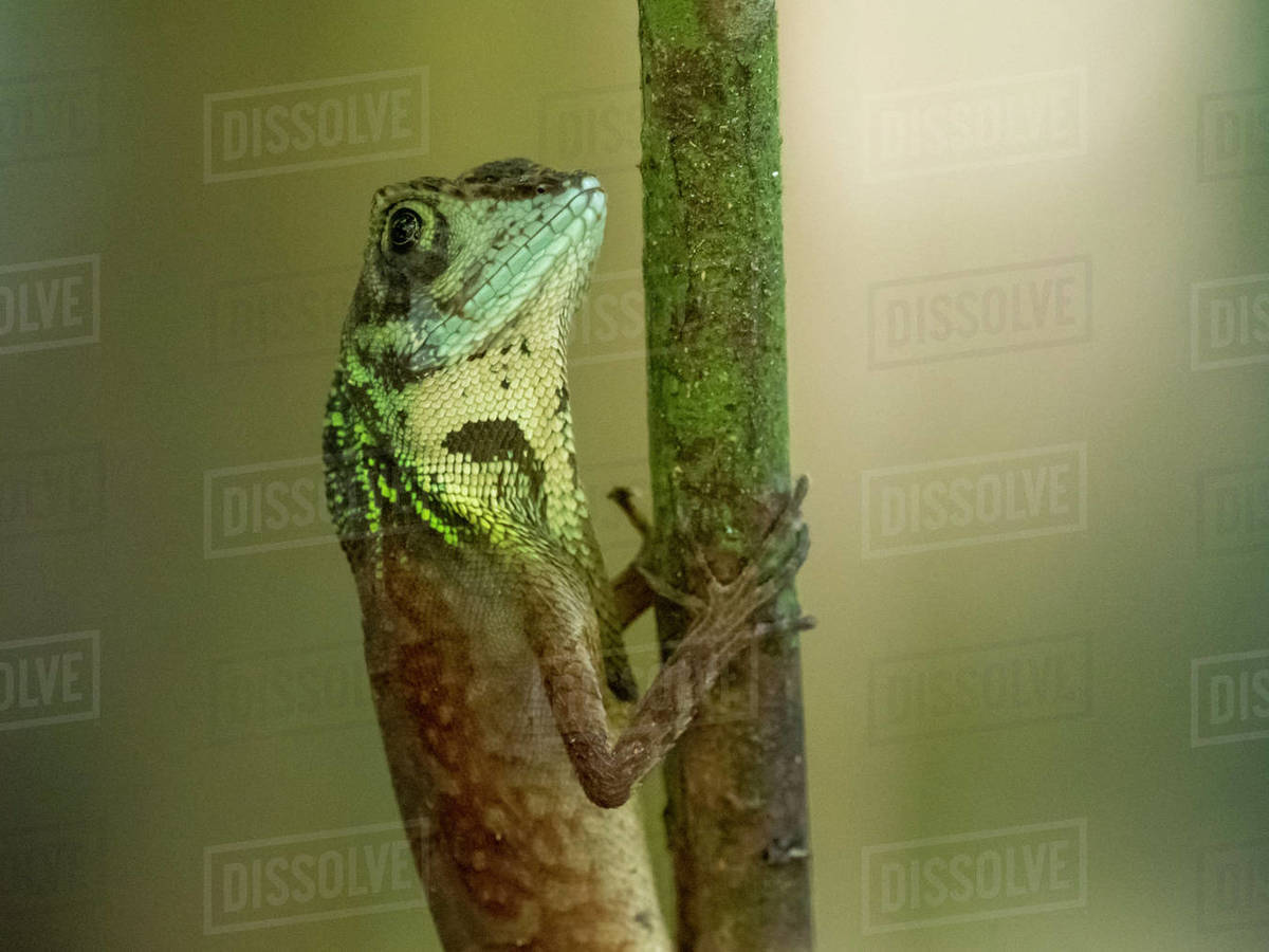 An adult male Sri Lankan kangaroo lizard (Otocryptis weigmani), in the ...