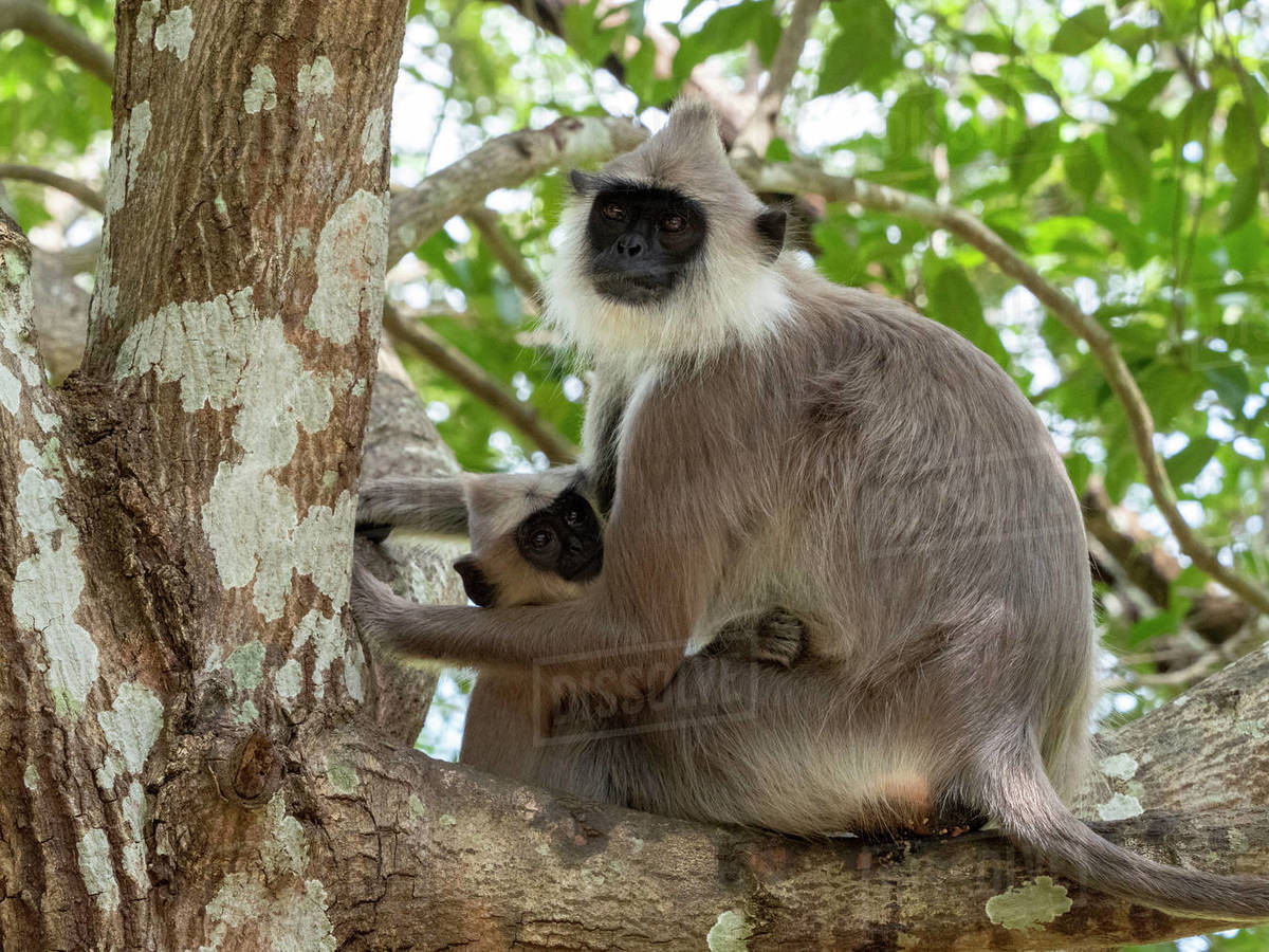 A mother tufted gray langur (Semnopithecus priam), with her infant in ...