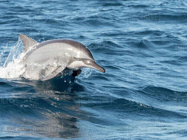 An adult spinner dolphin (Stenella longirostris), leaping in the waters ...
