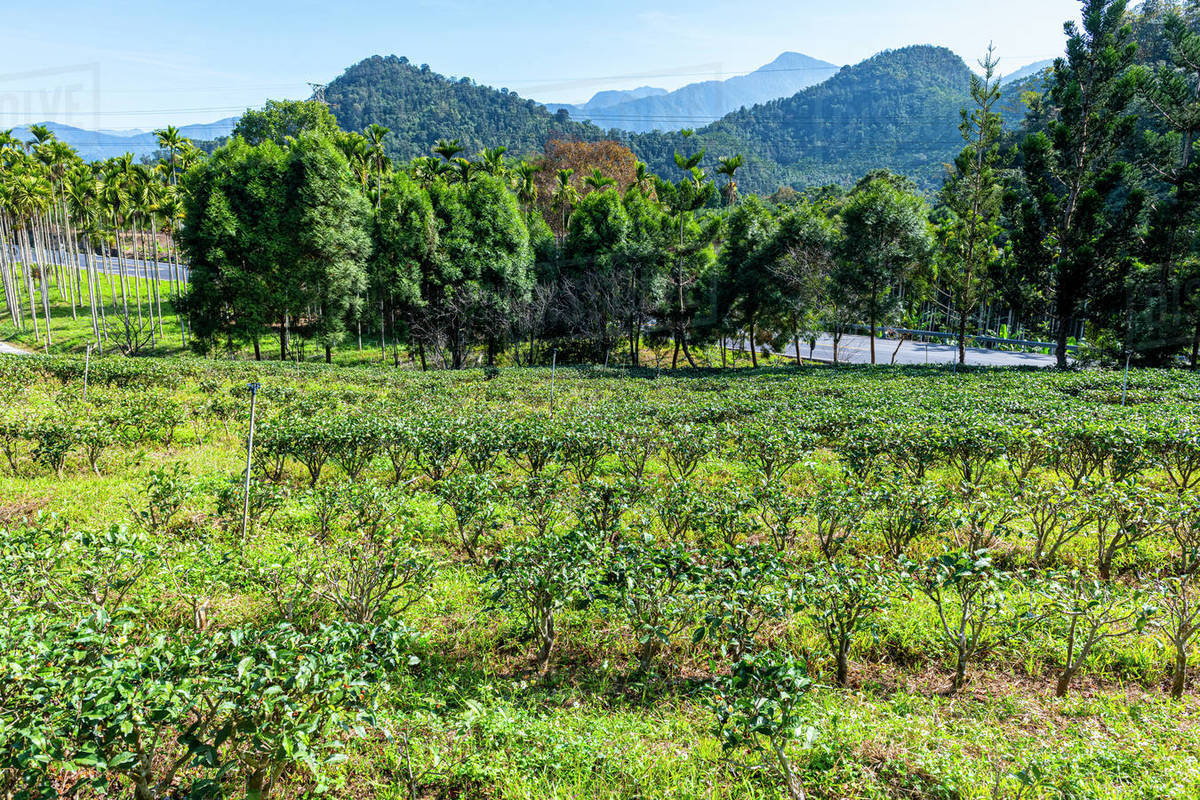 Tea plants, antique Assam Tea Farm, Sun Moon Lake National Scenic Area ...