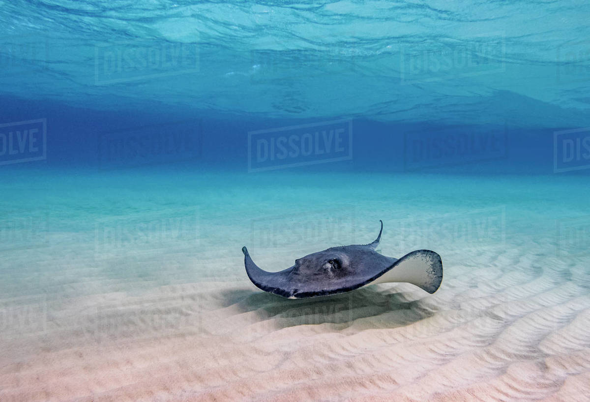 Southern stingray (Hypanus americanus), Stingray City, Grand Cayman ...
