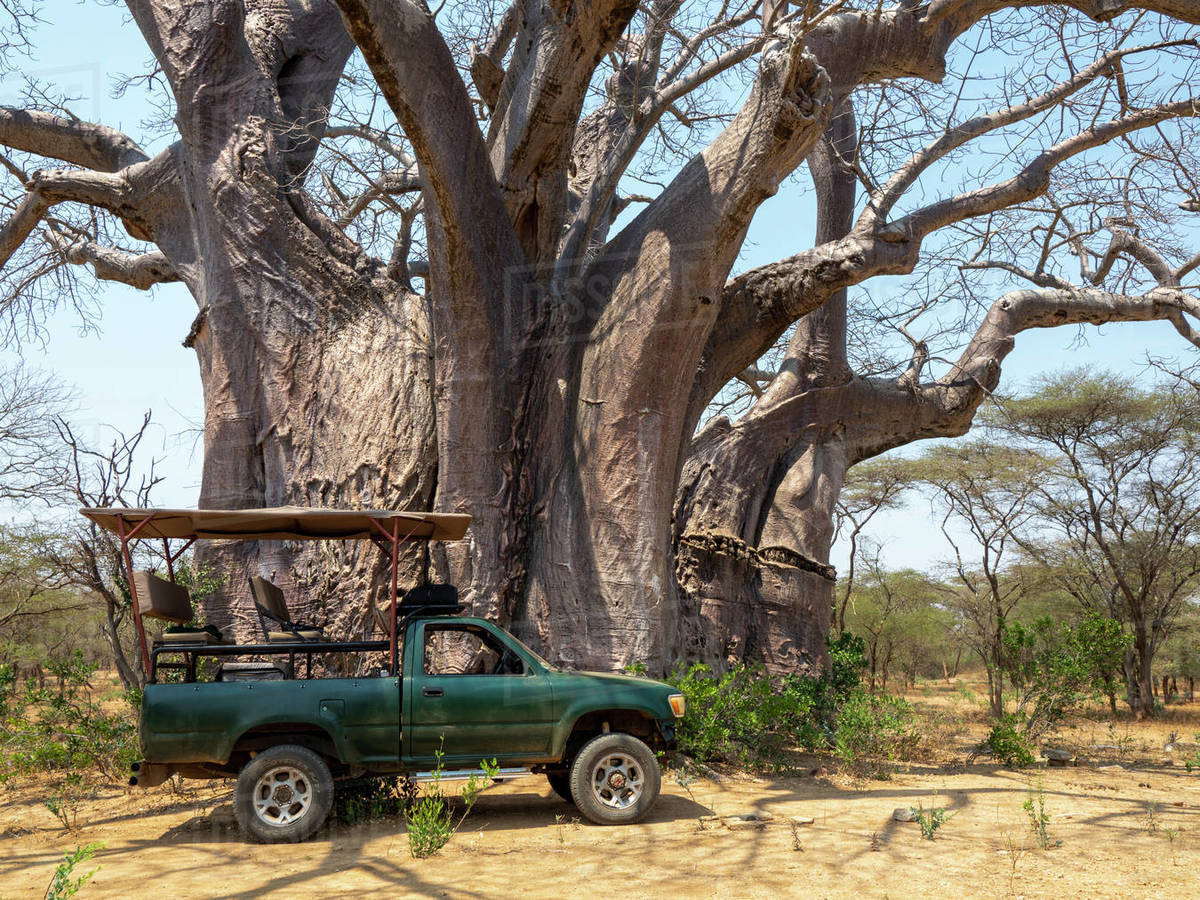 A large African baobab (Adansonia digitata), reputed to be one of the ...
