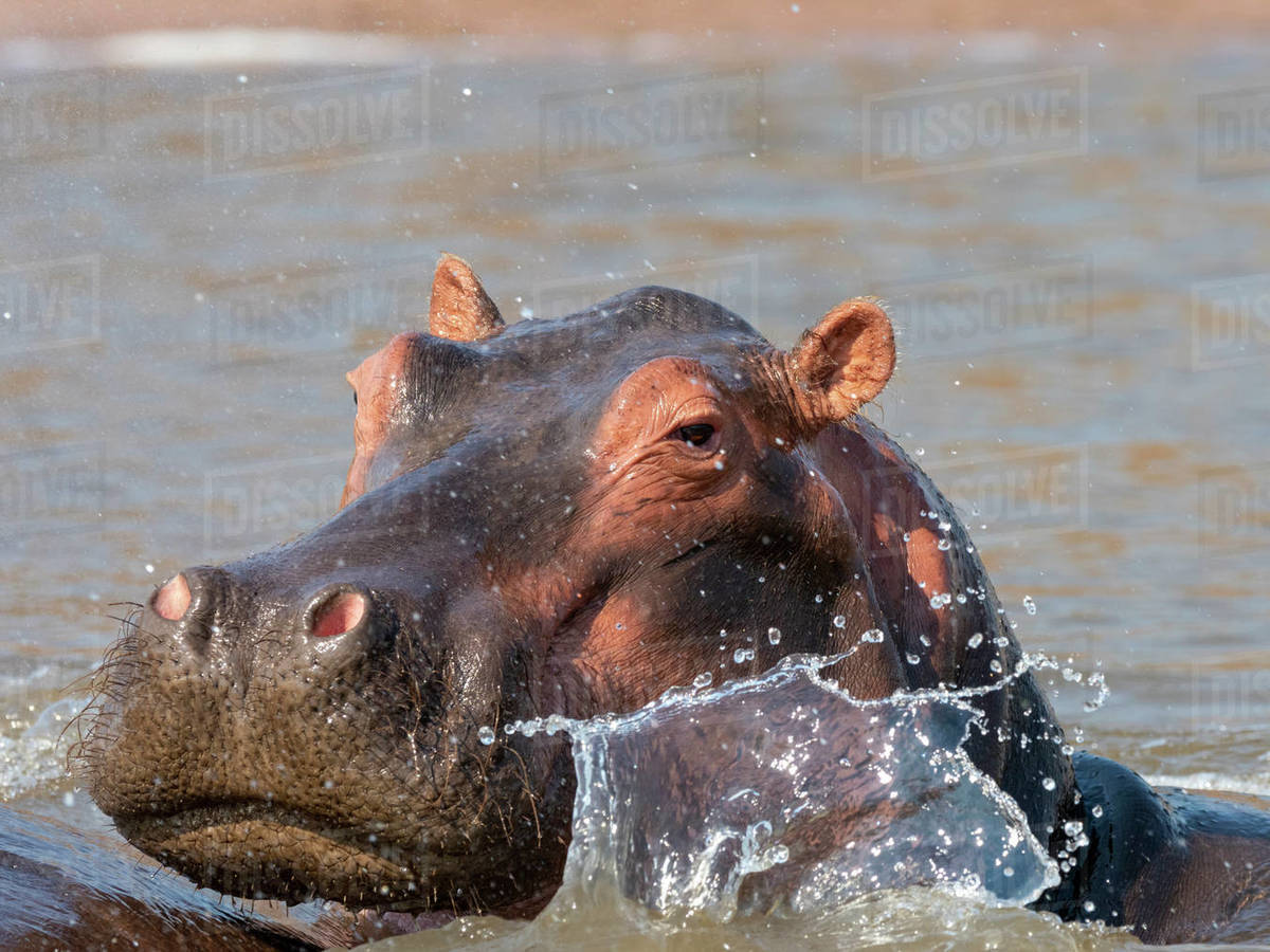 Adult hippopotamus (Hippopotamus amphibius), bathing in Lake Kariba ...