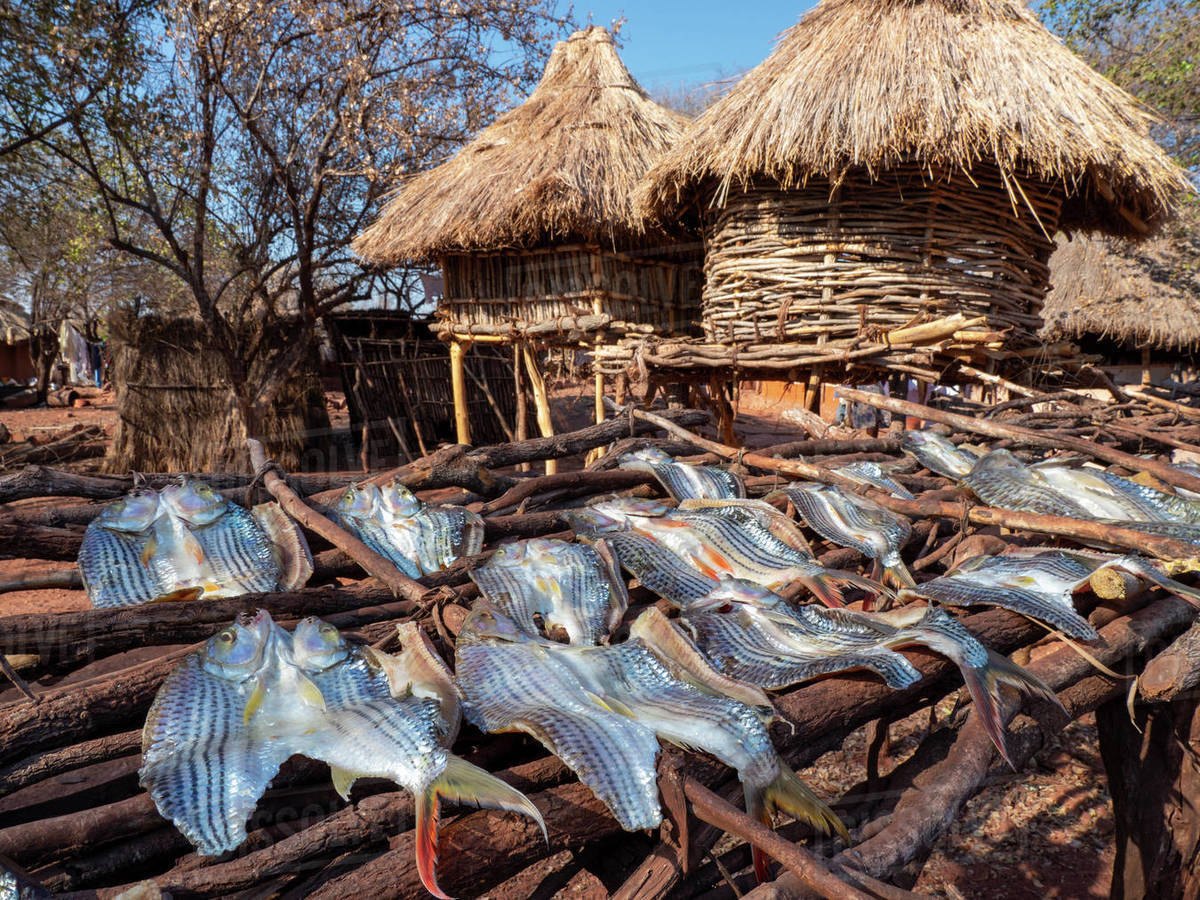 The days catch of fish drying in the sun in the fishing village of ...