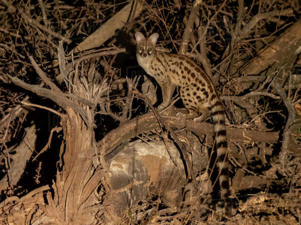Adult rusty-spotted genet (Genetta maculata), at night in the Save ...