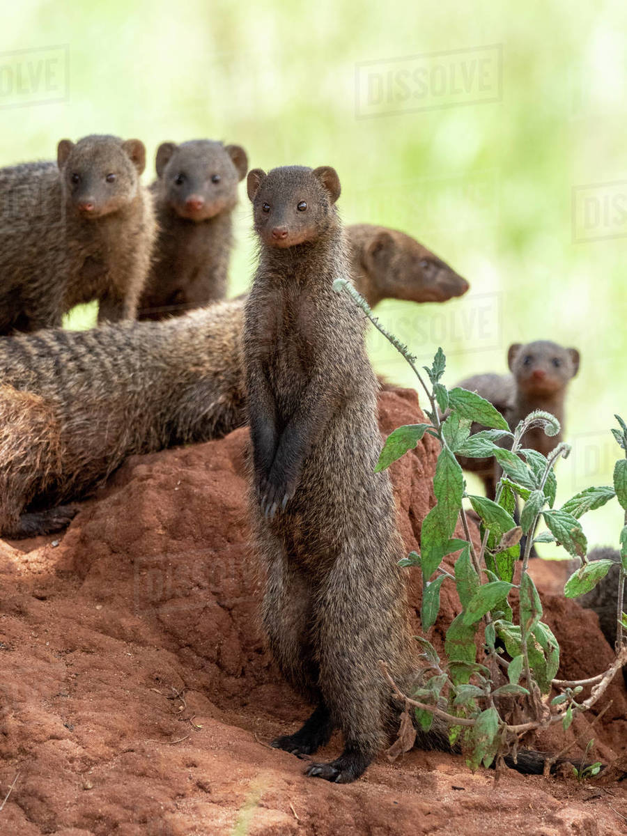 A pack of banded mongooses (Mungos mungo), in their den site in ...