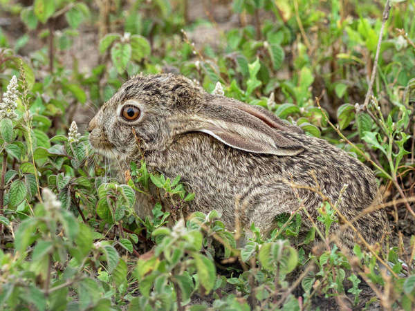 African savanna hare (Lepus victoriae), hiding in vegetation in ...