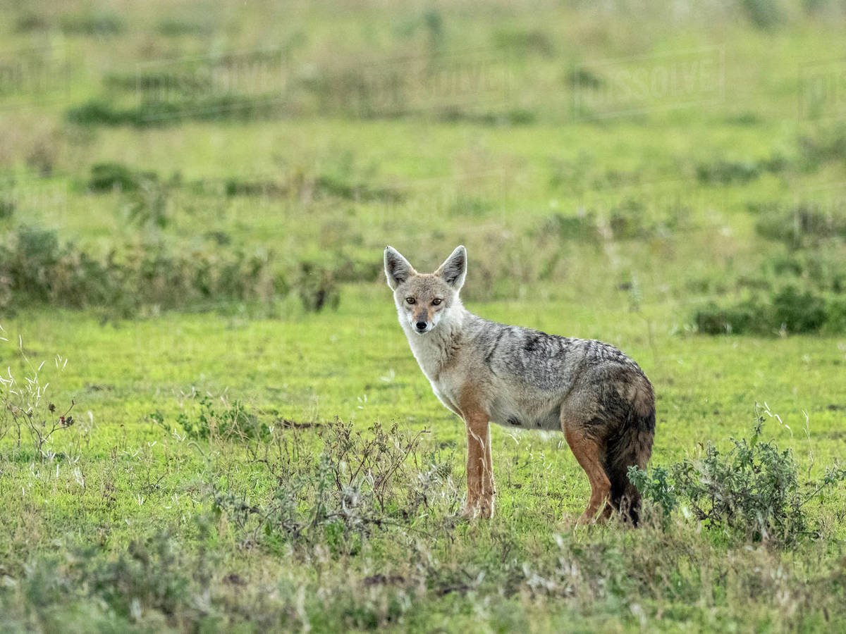 Adult African golden wolf (Canis anthus), Serengeti National Park ...