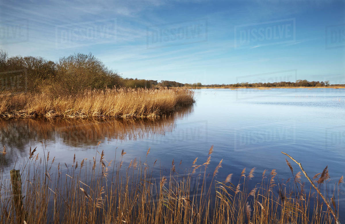 A wintery view of marshland, in Shapwick Heath Nature Reserve, one of ...