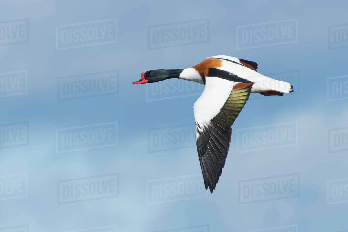 Common shelduck (Tadorna tadorna) drake in flight against a blue sky ...