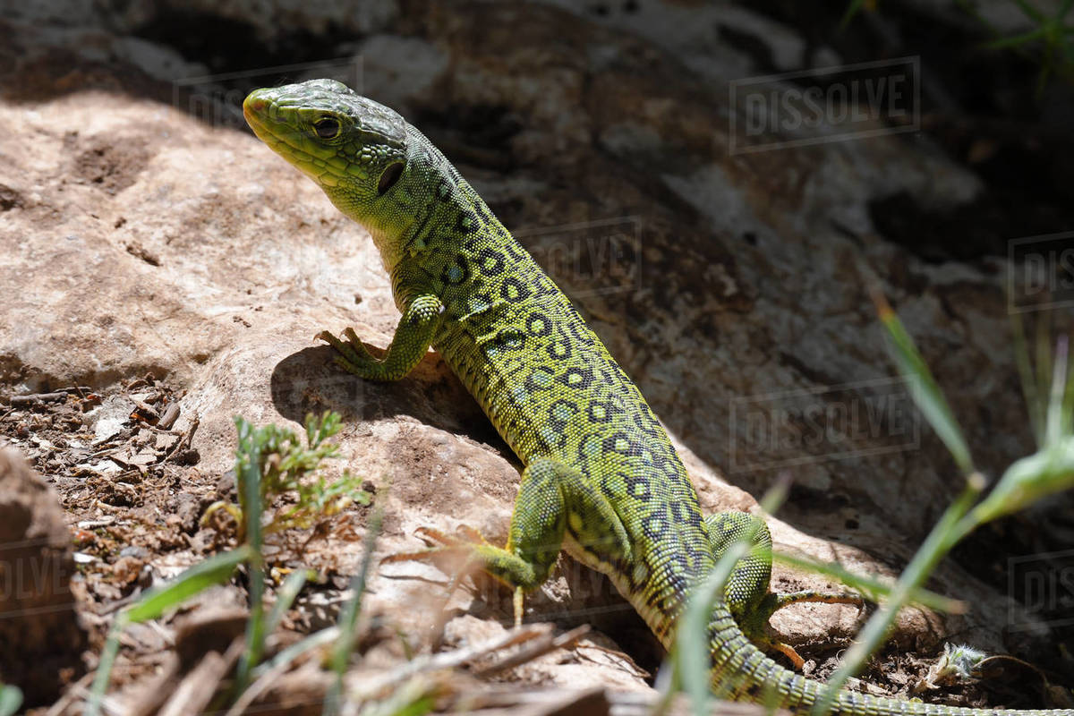Ocellated lizard (Timon lepidus) in alert posture in El Torcal, Malaga ...
