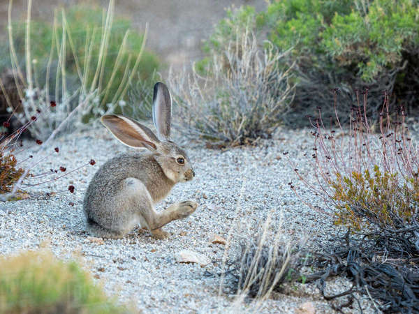Black-tailed jackrabbit (Lepus californicus), Joshua Tree National Park ...