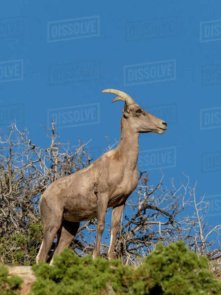 Desert bighorn sheep (Ovis canadensis nelsoni), Joshua Tree National ...