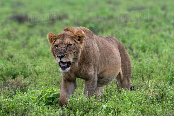 Lion (Panthera leo), Ndutu, Ngorongoro Conservation Area, Serengeti ...