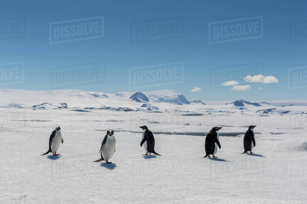 A group of Adelie penguins (Pygoscelis adeliae) on sea ice in Duse Bay ...
