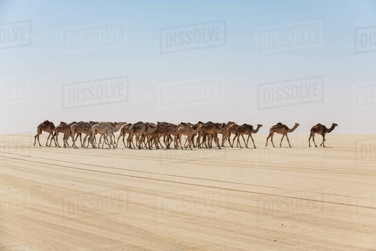 Camel caravan on the Djado Plateau, Sahara, Niger, Africa - Stock Photo ...