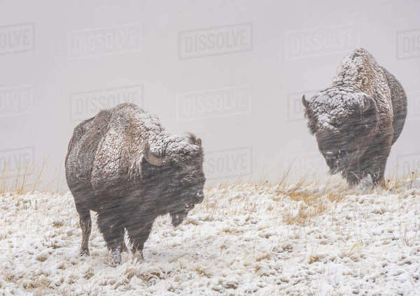 American bison (Bison Bison) in a driving snow storm, Badlands National ...