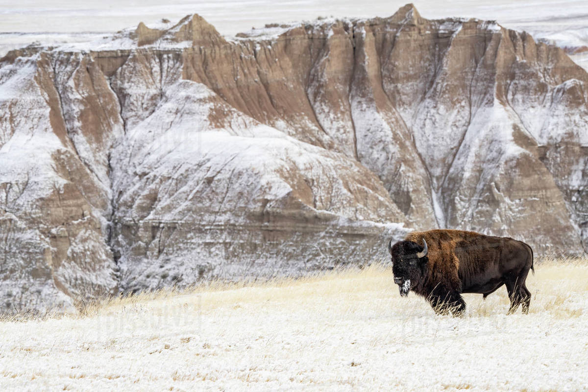 Profile of American Bison (Bison Bison) in the snow in the Badlands ...