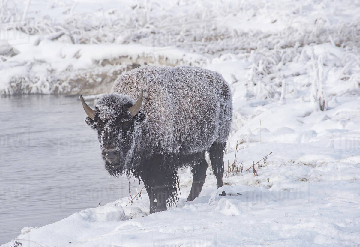 Frozen bison (Bison bison), on a river bank, Yellowstone National Park ...