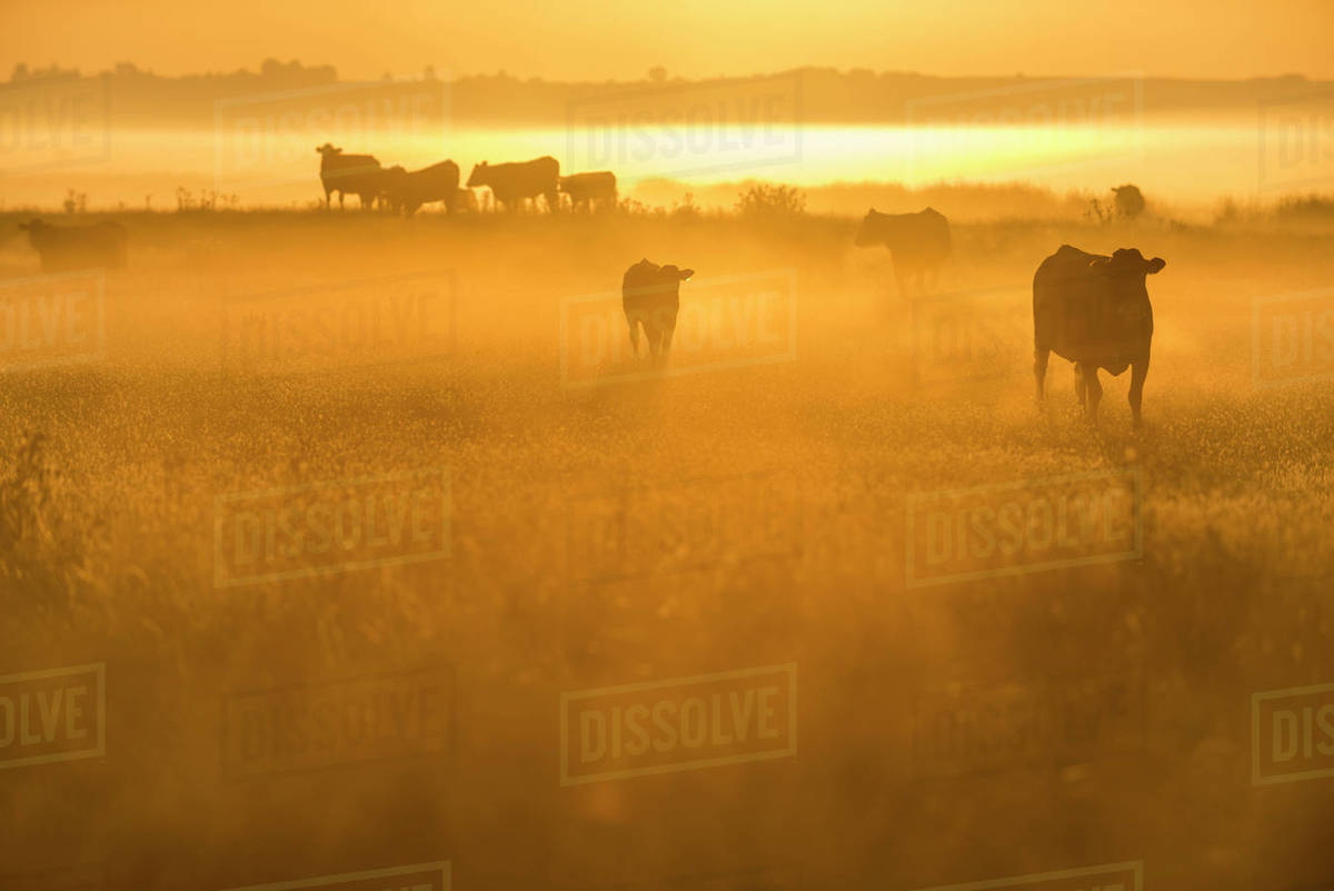 Cattle on grazing marsh at sunrise, Elmley Marshes National Nature ...