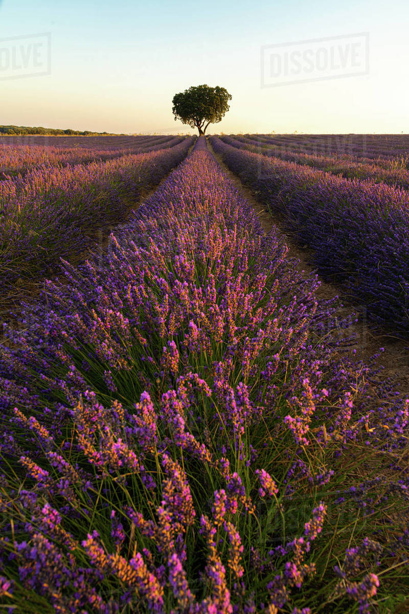 Lavender fields of Brihuega, Guadalajara, Spain, Europe - Royalty-free ...