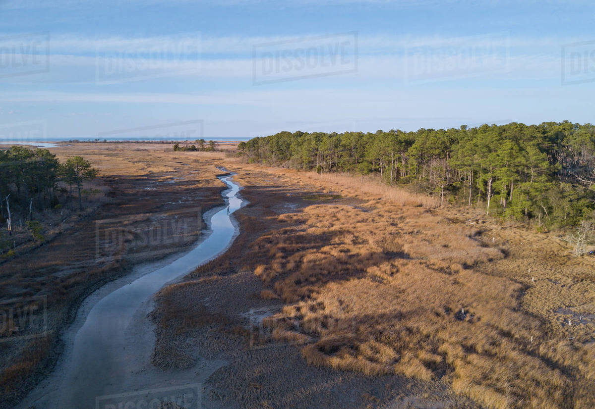 Chesapeake Bay salt marsh and loblolly pine trees, Hampton, Virginia ...