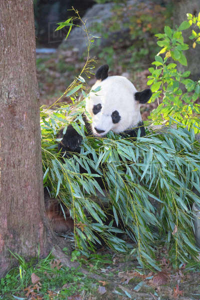 Bei Bei the Giant Panda eats bamboo in his enclosure at the Smithsonian ...