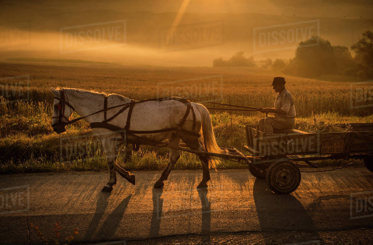 An elderly man on his way to collect hay in his horse-drawn wagon at ...