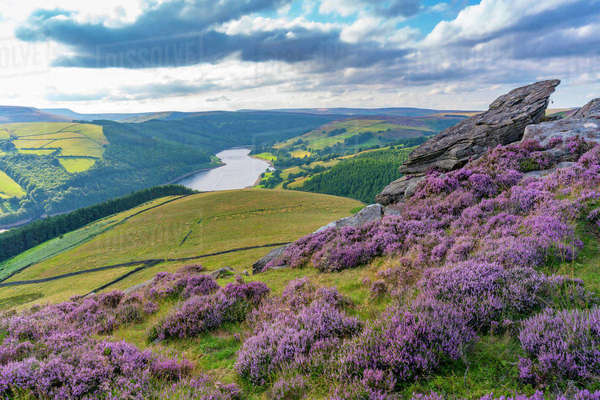 View of Ladybower Reservoir and flowering purple heather on Derwent ...