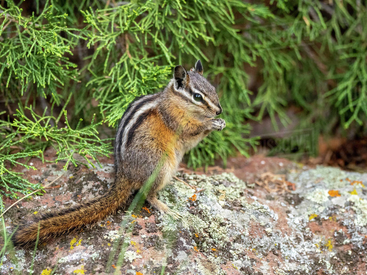 An adult Uinta chipmunk (Neotamias umbrinus), in Yellowstone National ...