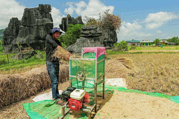 Man machine threshing rice by limestone rocks in karst area, Rammang ...