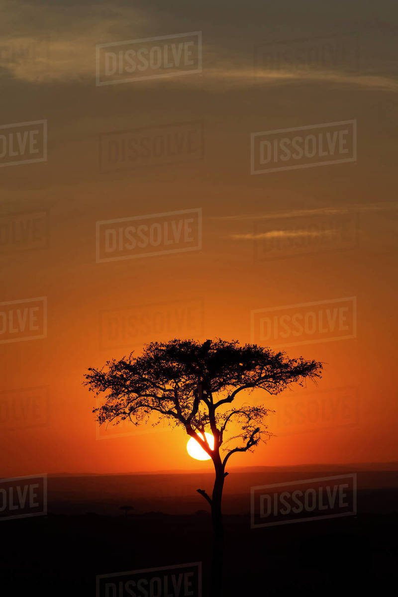 African tree at sunset, Masai Mara National Reserve, Kenya, East Africa ...