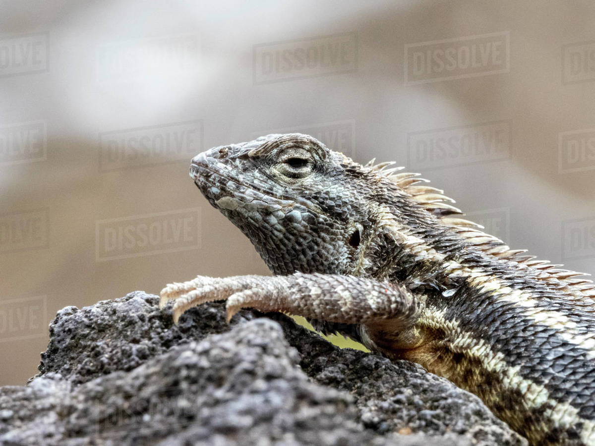 An adult San Cristobal lava lizard (Microlophus bivittatus), Punta Pitt ...
