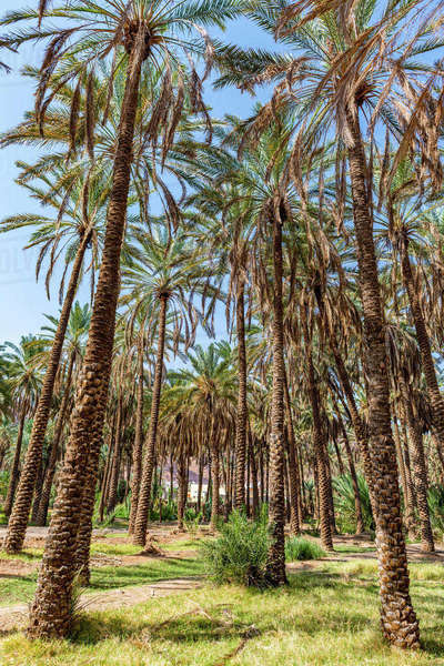 Oasis of Al Ula, Kingdom of Saudi Arabia, Middle East - Stock Photo ...