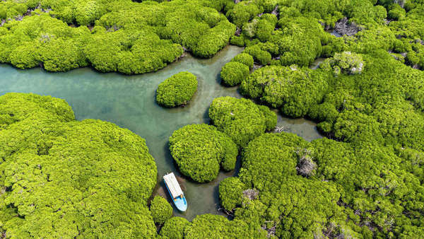 Aerial of the Mangrove forest, Farasan islands, Kingdom of Saudi Arabia ...