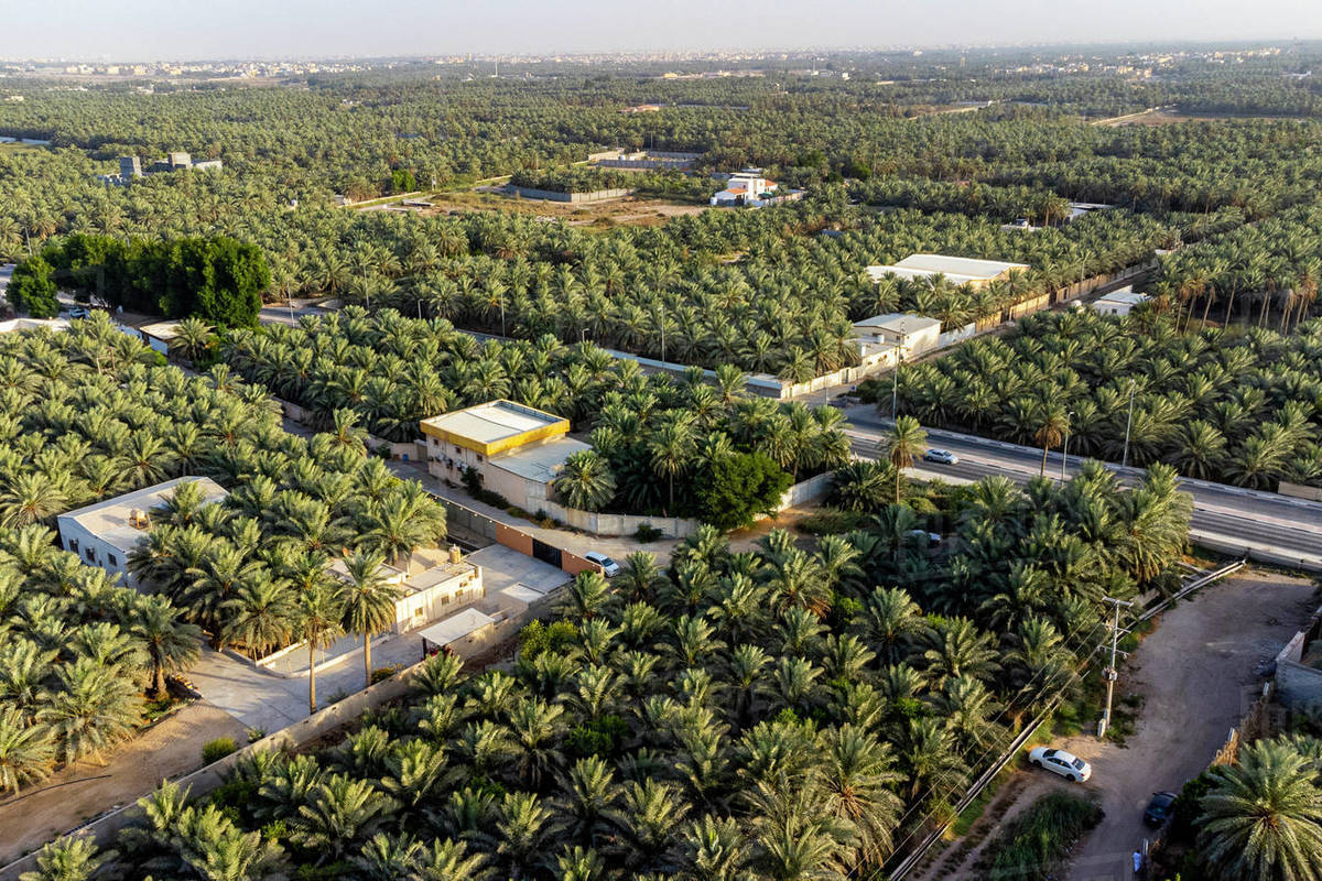 Aerial of the Al Ahsa (Al Hasa) Oasis, largest Oasis in the world ...
