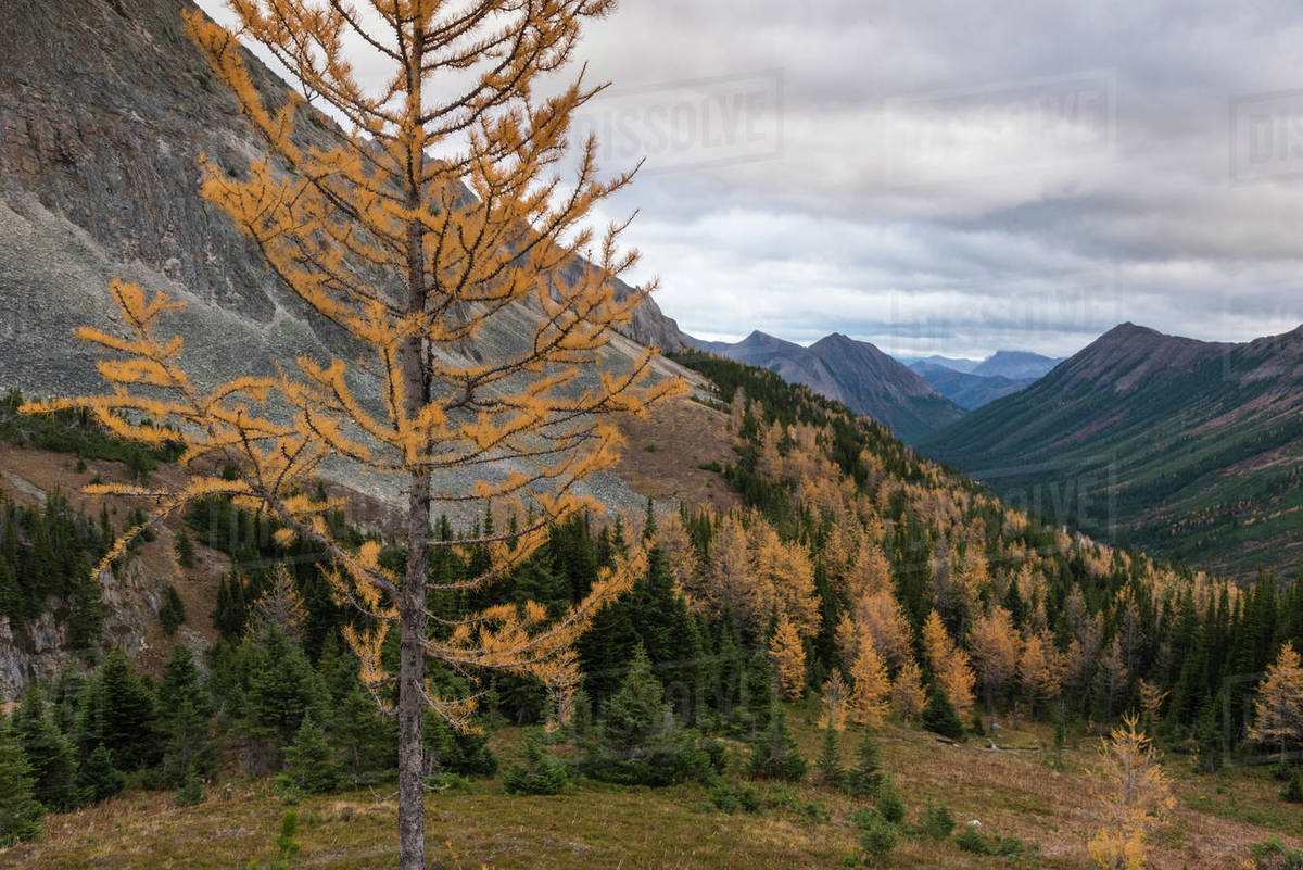 View of Canadian Rockies with autumn larch trees from Ptarmigan Cirque ...