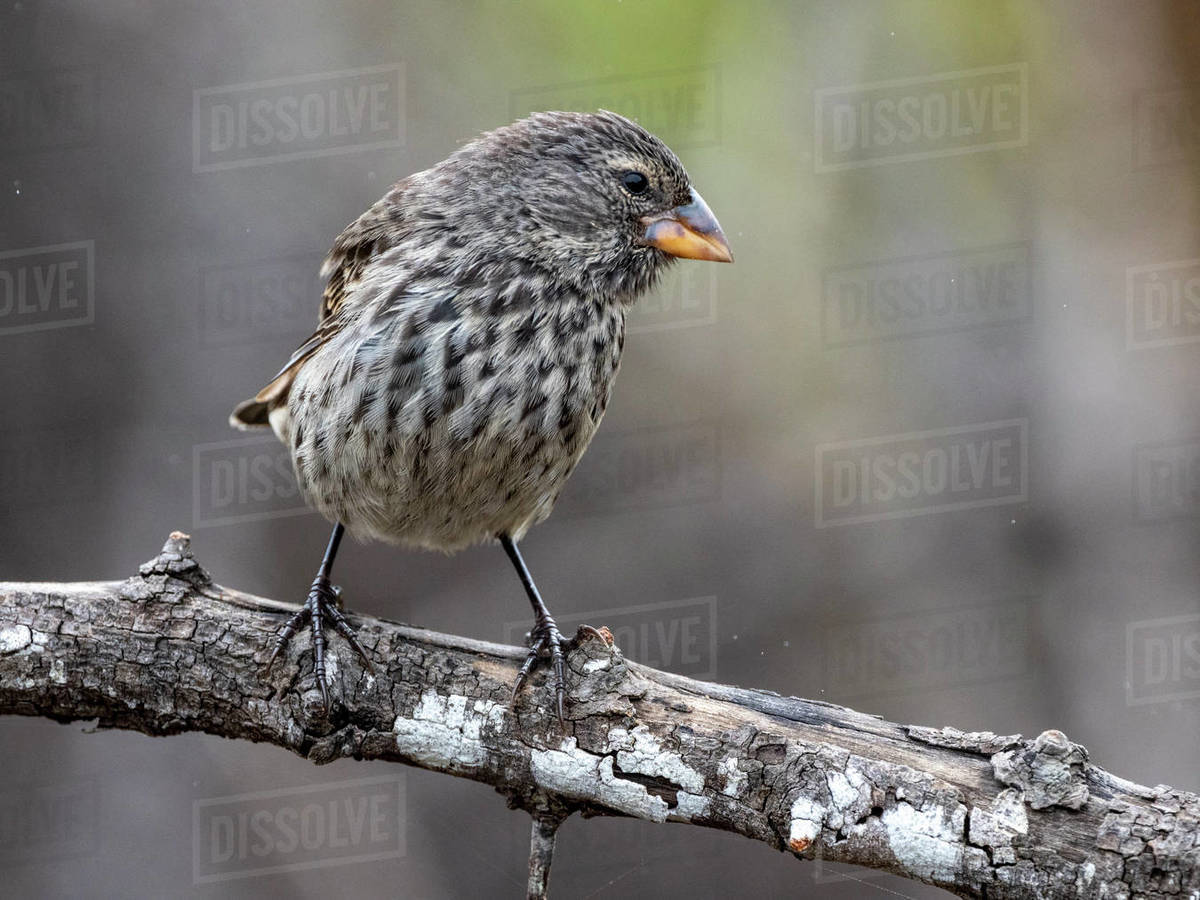 One of 18 species of Darwin's finches, Fernandina Island, Galapagos ...