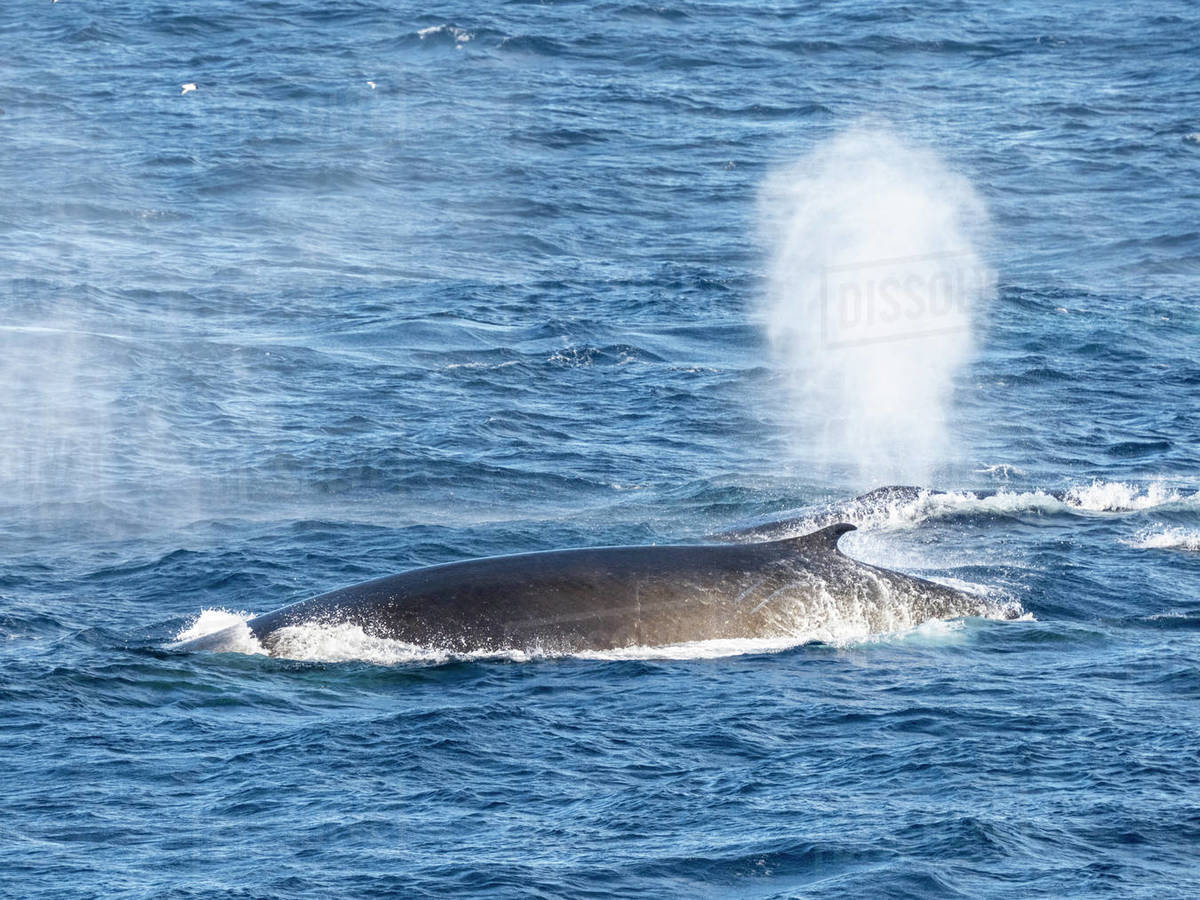 Adult fin whales (Balaenoptera physalus), feeding on krill near ...
