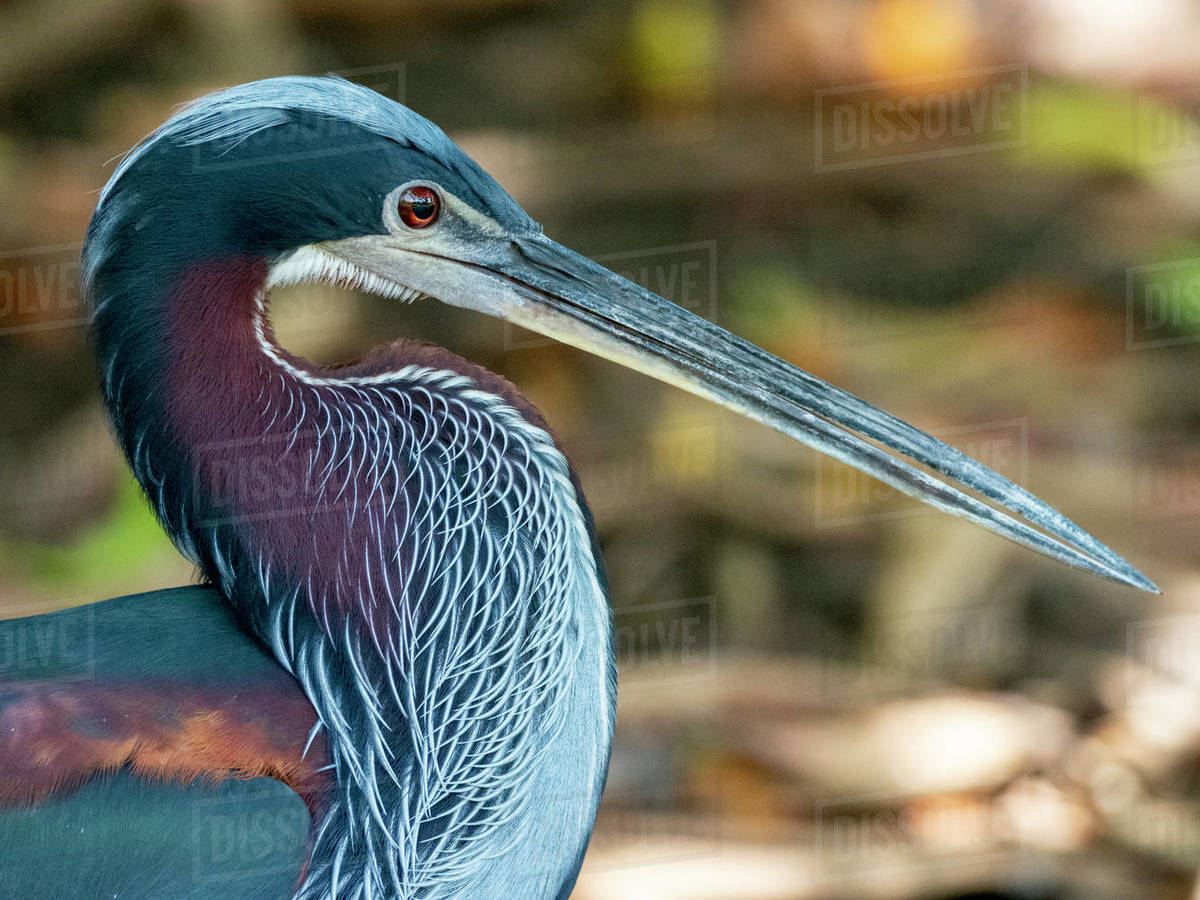 Agami heron (Agamia agami), Rio Pixaim, Mato Grosso, Pantanal, Brazil ...