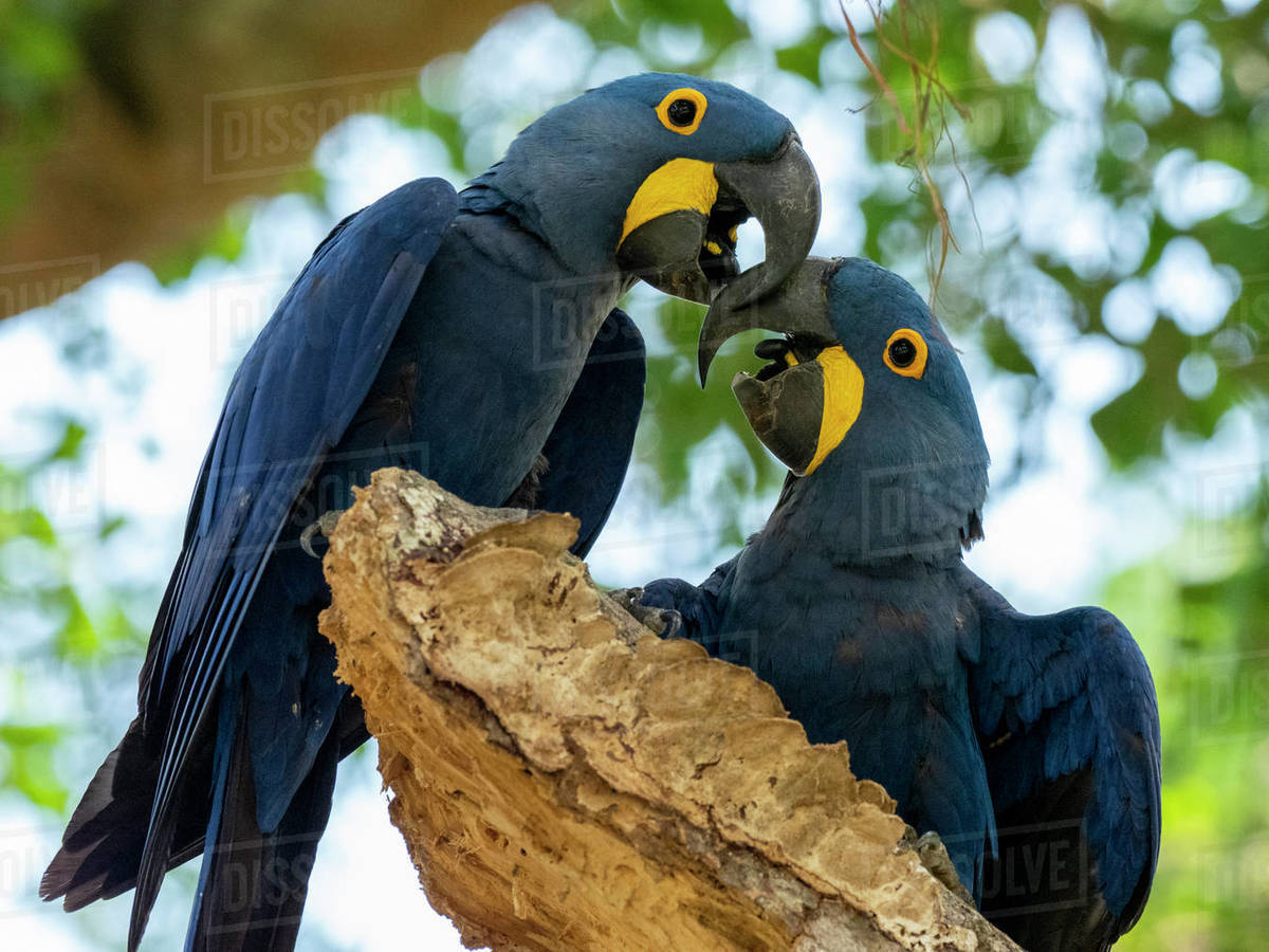 Adult hyacinth macaws (Anodorhynchus hyacinthinus), in a tree on the ...