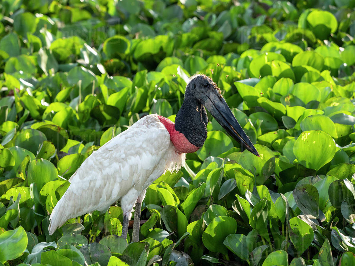 Adult jabiru stork (Jabiru mycteri), on the ground near Pouso Allegre ...