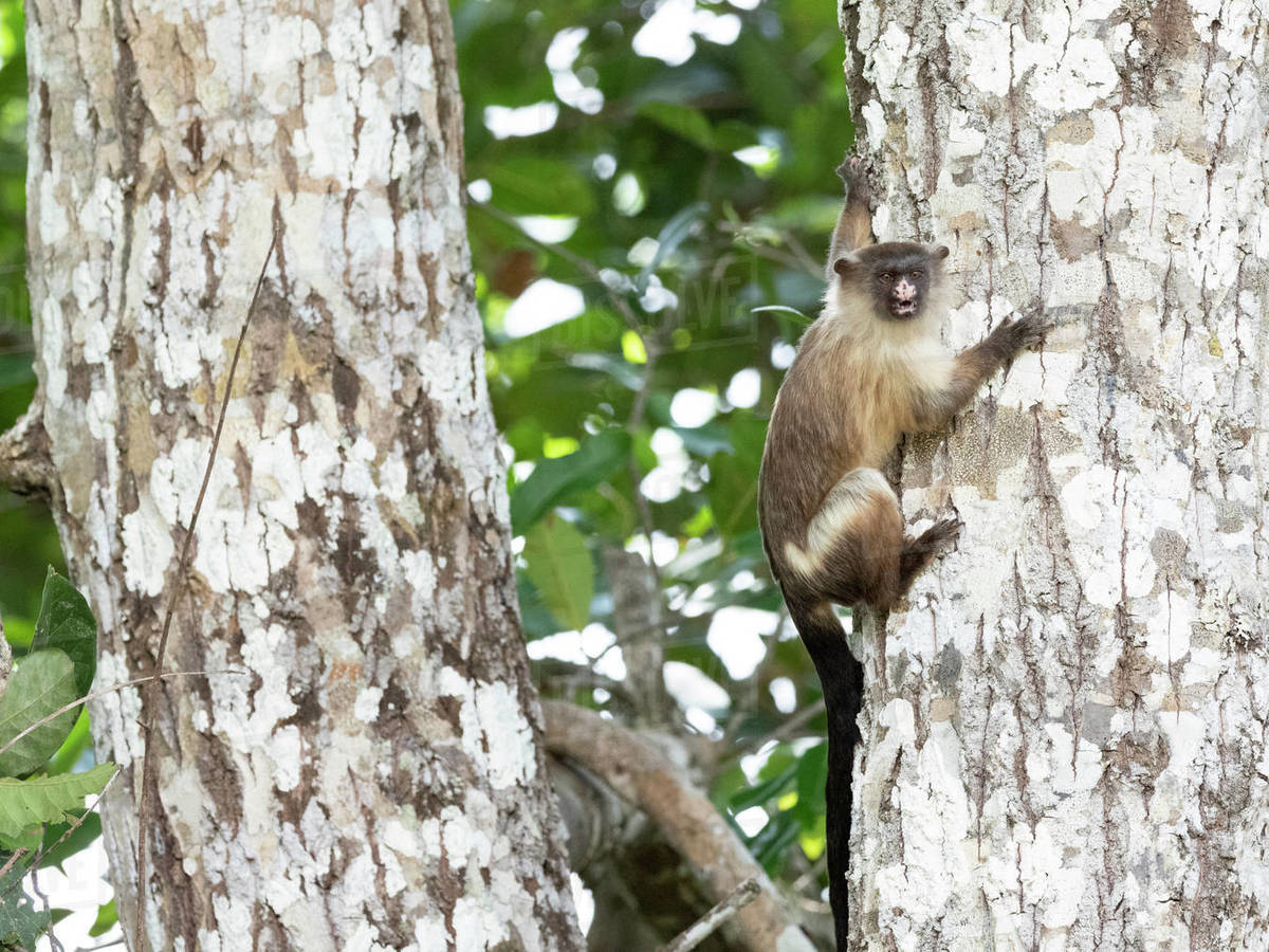 Adult black-tailed marmoset (Mico melanurus), in the trees at Pousada ...
