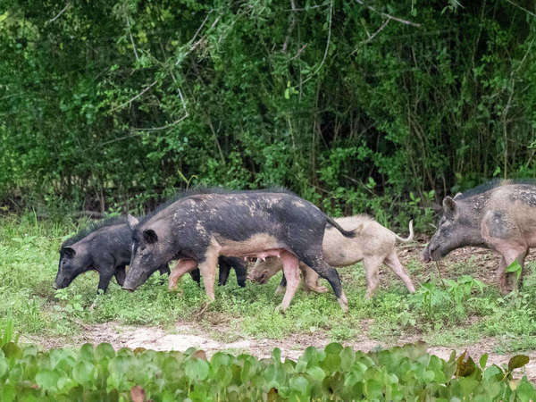 A group of feral pigs (Sus scrofa), scavenging at Pouso Allegre, Mato ...