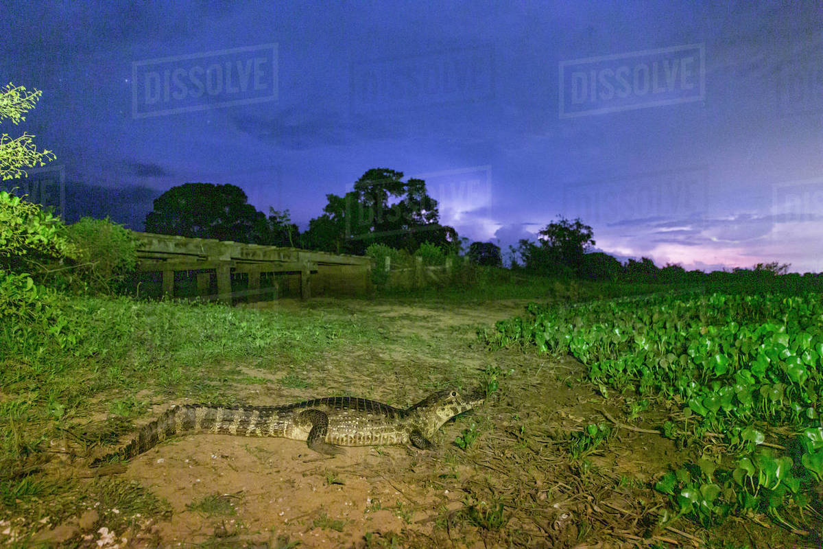 An adult jacare caiman (Caiman yacare), at night in Pouso Allegre, Mato ...