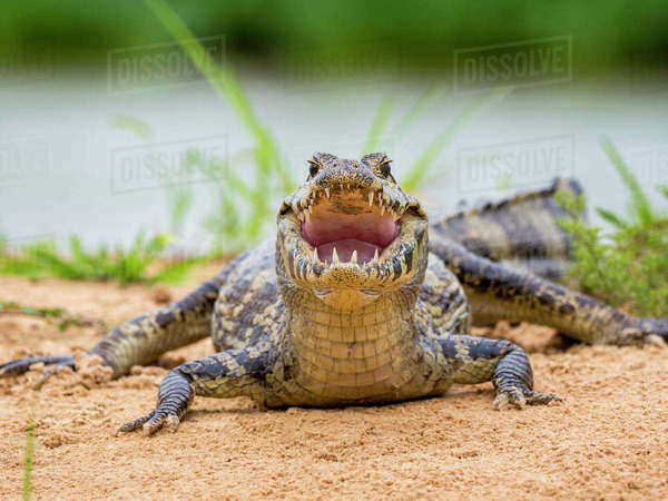 A young jacare caiman (Caiman yacare), on the river banks of the Rio ...