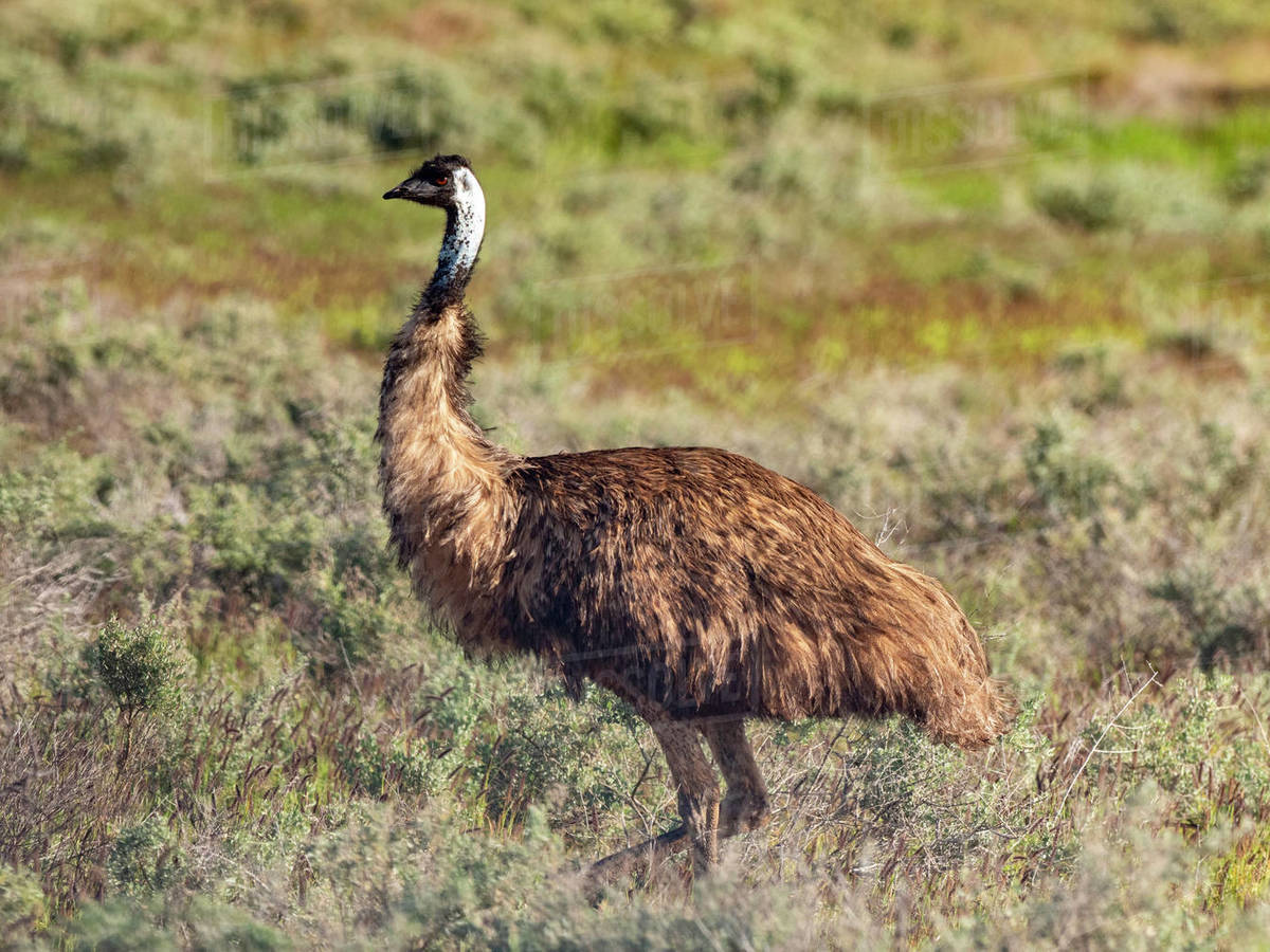 Adult emu (Dramaius novaehollandiae), in the bush at Cape Range ...