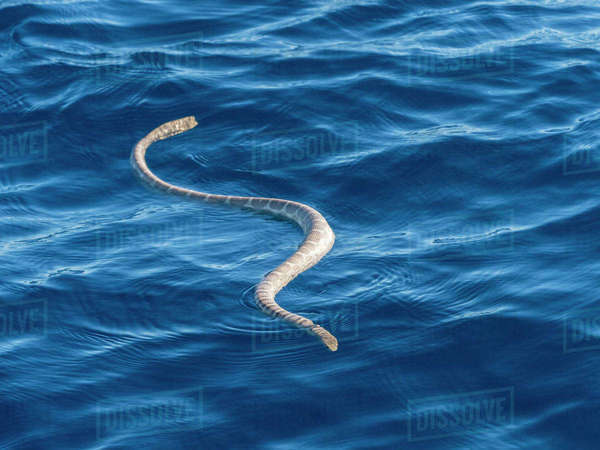 Adult olive-headed sea snake (Hydrophis major), swimming on Ningaloo ...